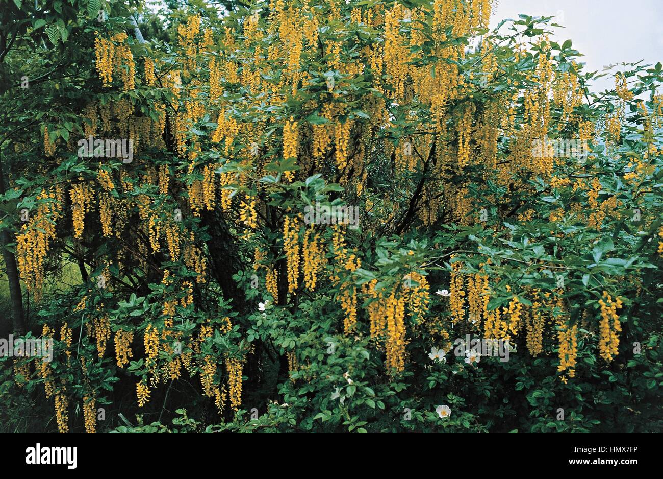 Common laburnum, Golden chain or Golden rain (Laburnum anagyroides ...