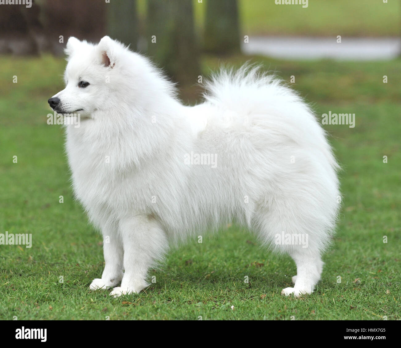 Samoyed hi-res stock photography and images - Alamy