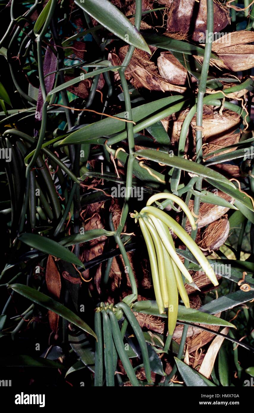 Vanilla pods (Vanilla tahitensis), Orchidaceae, French Polynesia ...