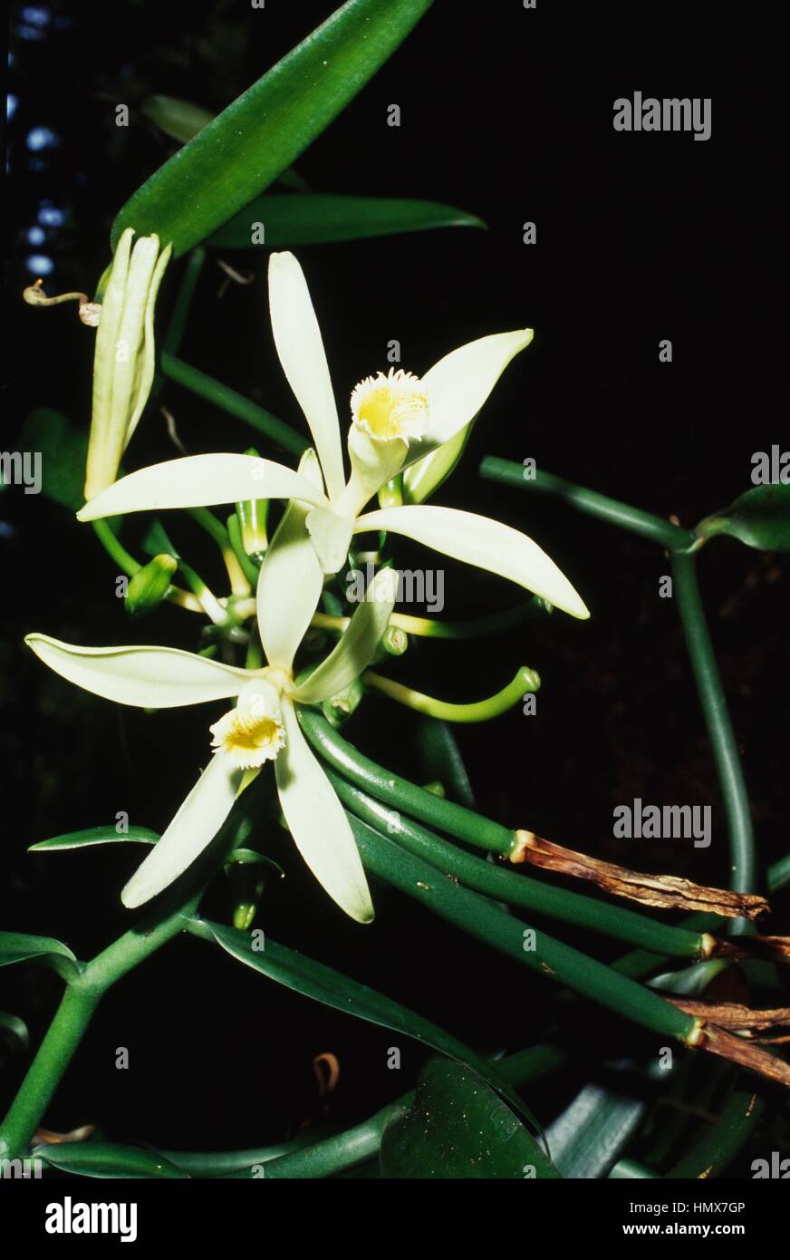 Vanilla orchid (Vanilla tahitiensis), Orchidaceae, French Polynesia ...