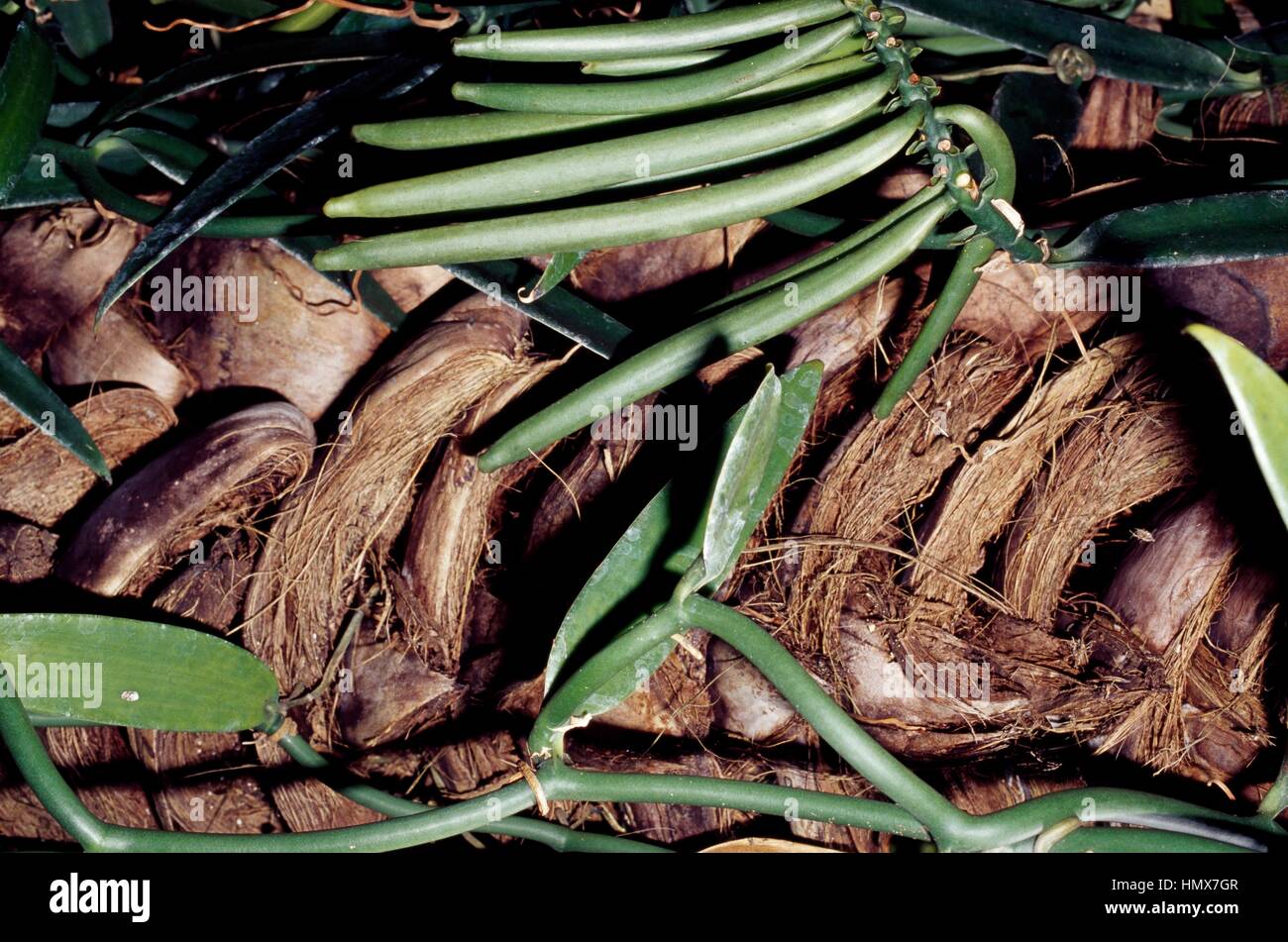 Vanilla pods vanilla tahitensis hi-res stock photography and images - Alamy
