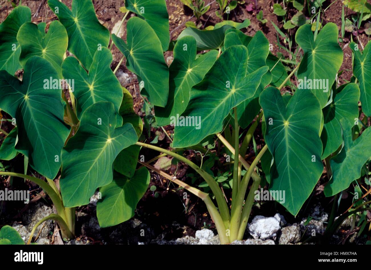 Taro (Colocasia esculenta), Araceae, French Polynesia (French Overseas ...
