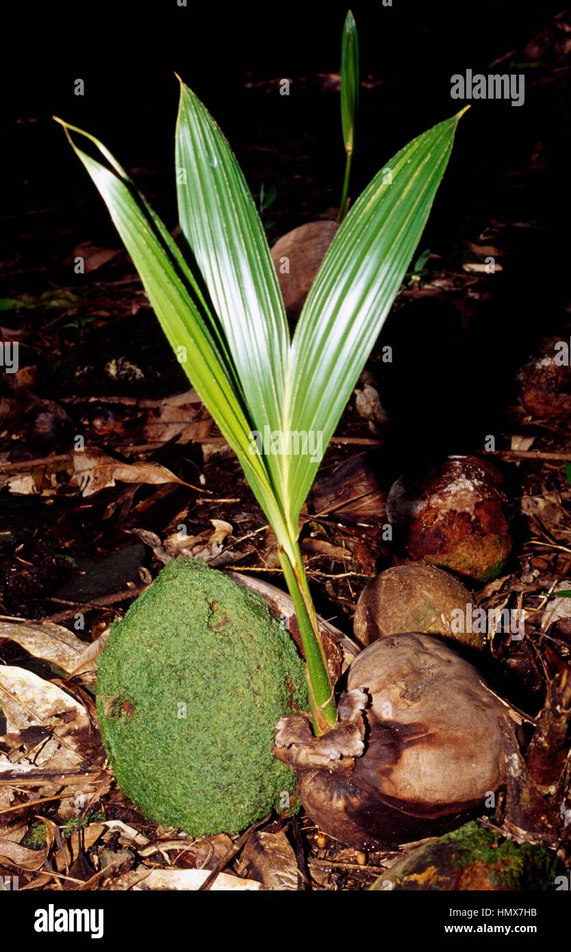 Coconut (Cocos nucifera), Arecaceae, during the germination phase ...
