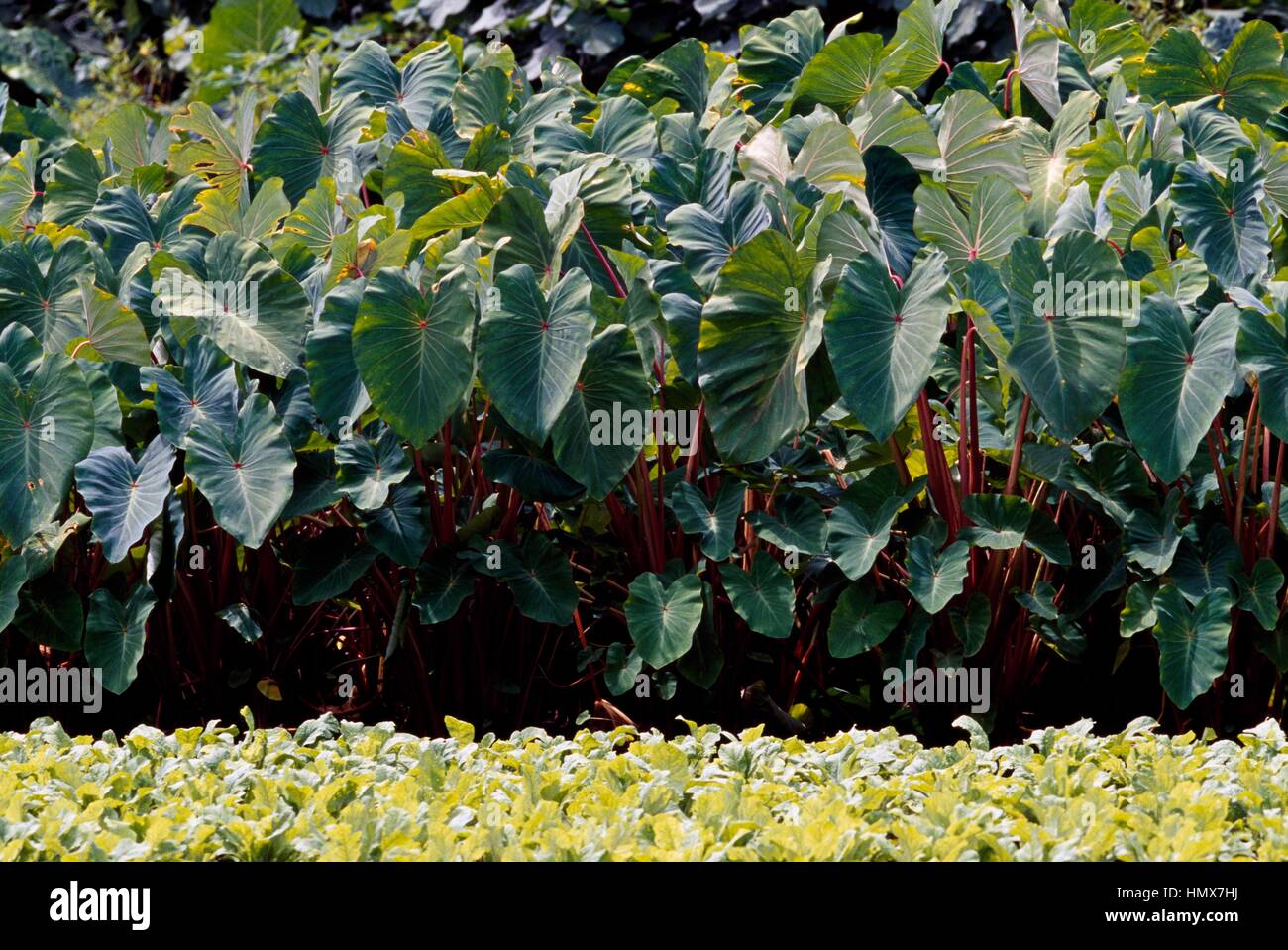Taro (Colocasia esculenta), Araceae, French Polynesia (French Overseas ...