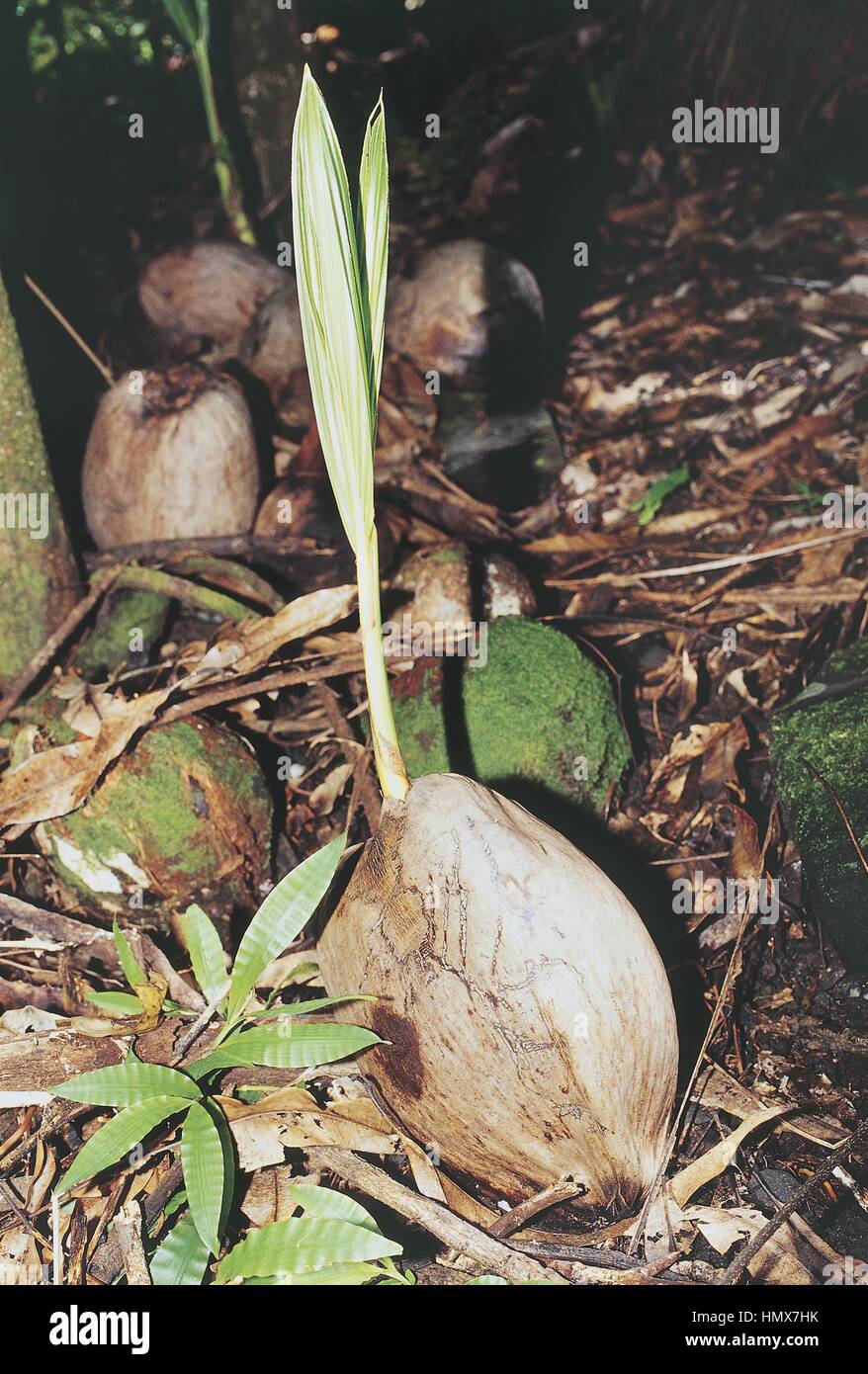 Germinating coconut hi-res stock photography and images - Alamy