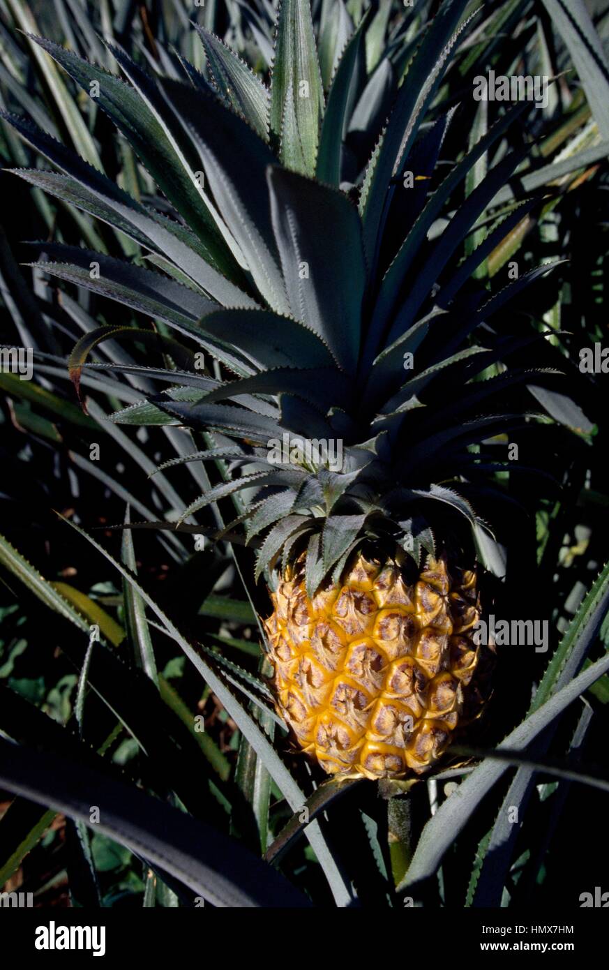 Fruit of the Pineapple (Ananas sativus), Bromeliaceae, French Polynesia ...