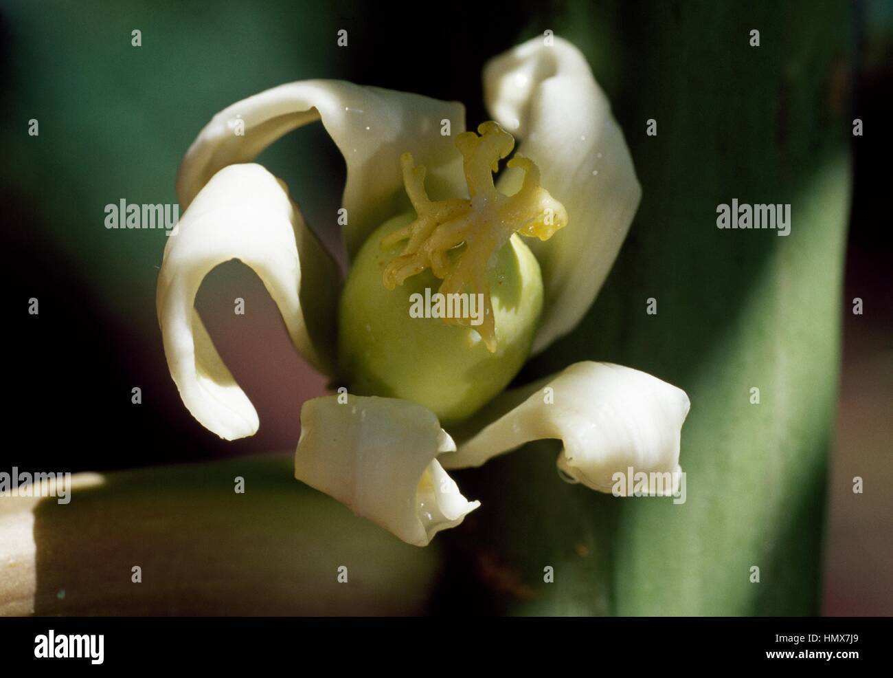 Female flower of the Papaya (Carica papaya), Caricaceae, French ...