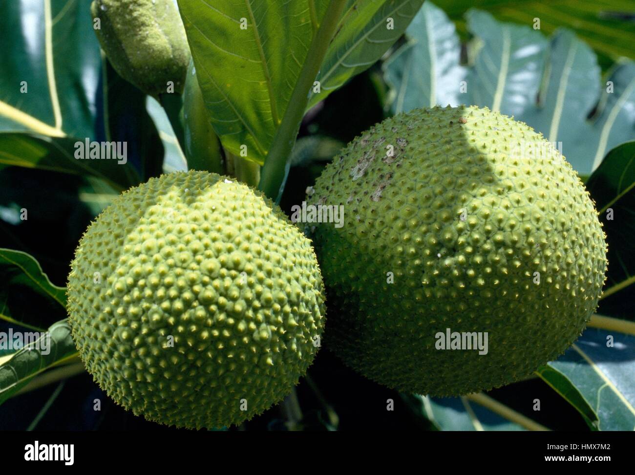 Fruit of the Breadfruit (Artocarpus altilis), Moraceae, French ...