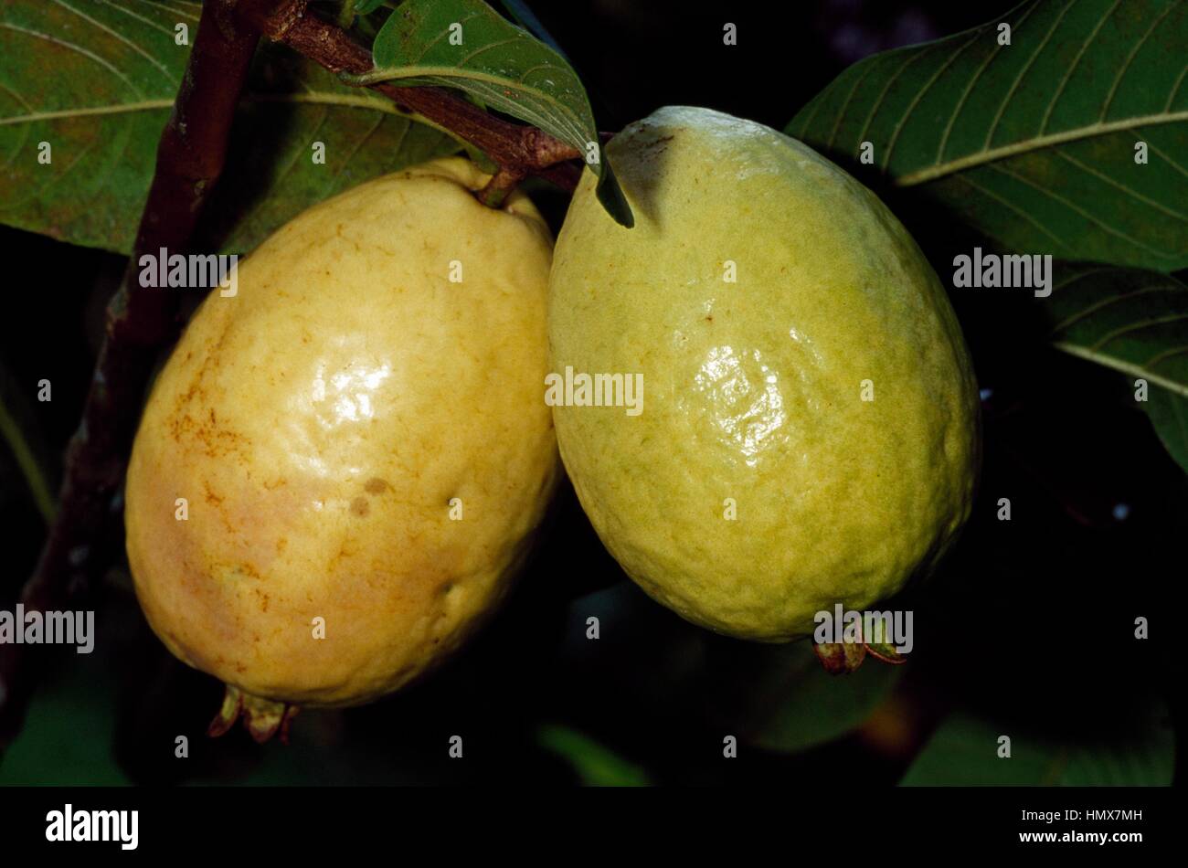 Fruit of the Guava (Psidium guajava), Myrtaceae, French Polynesia ...
