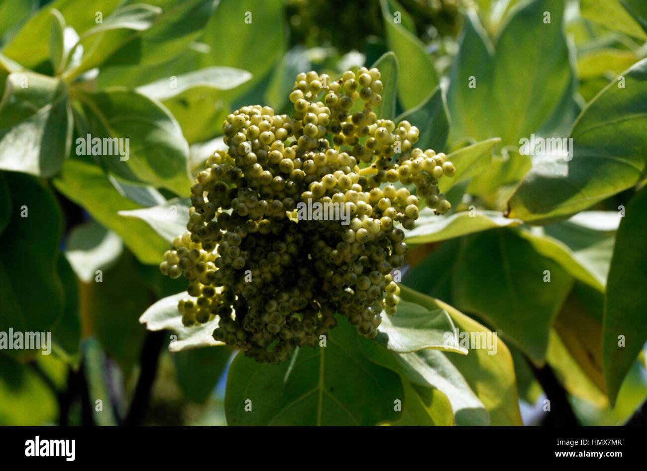 Inflorescences of the Tree Heliotrope (Messerschmidia argentea or ...