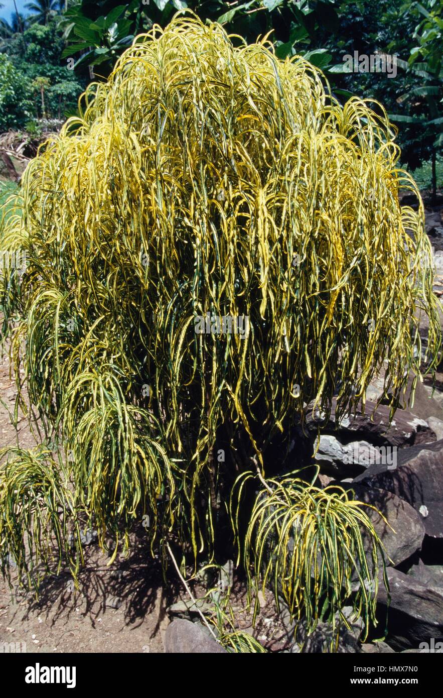 Dwarf cabbage tree (Cordyline pumilio), Asparagaceae, French Polynesia ...