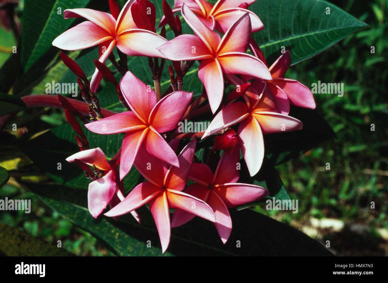 Red plumeria plumeria rubra hi-res stock photography and images - Alamy