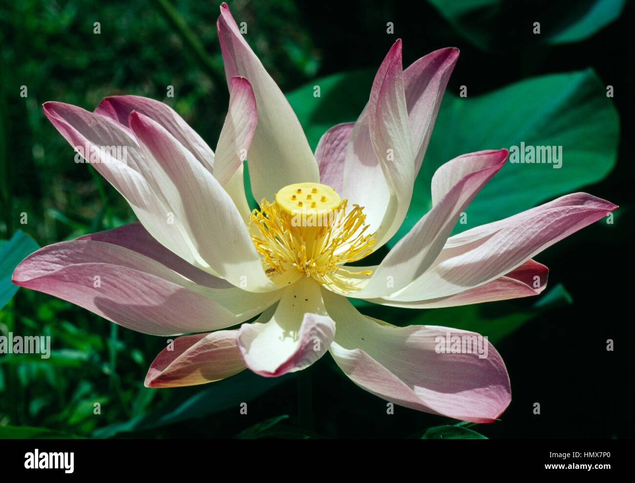 Indian lotus (Nelumbo nucifera), Nelumbonaceae, French Polynesia ...