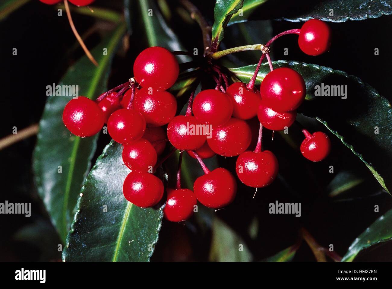 Coralberry berries (Ardisia crenata), Myrsinaceae, French Polynesia ...