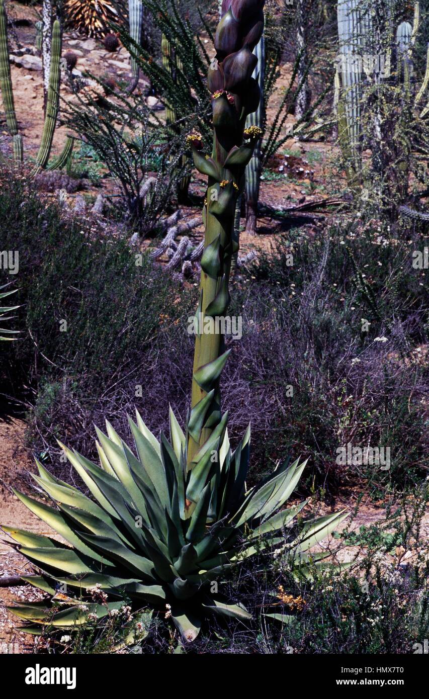 Chaparral yucca, Spanish bayonet or our Lord's candle (Hesperoyucca or ...