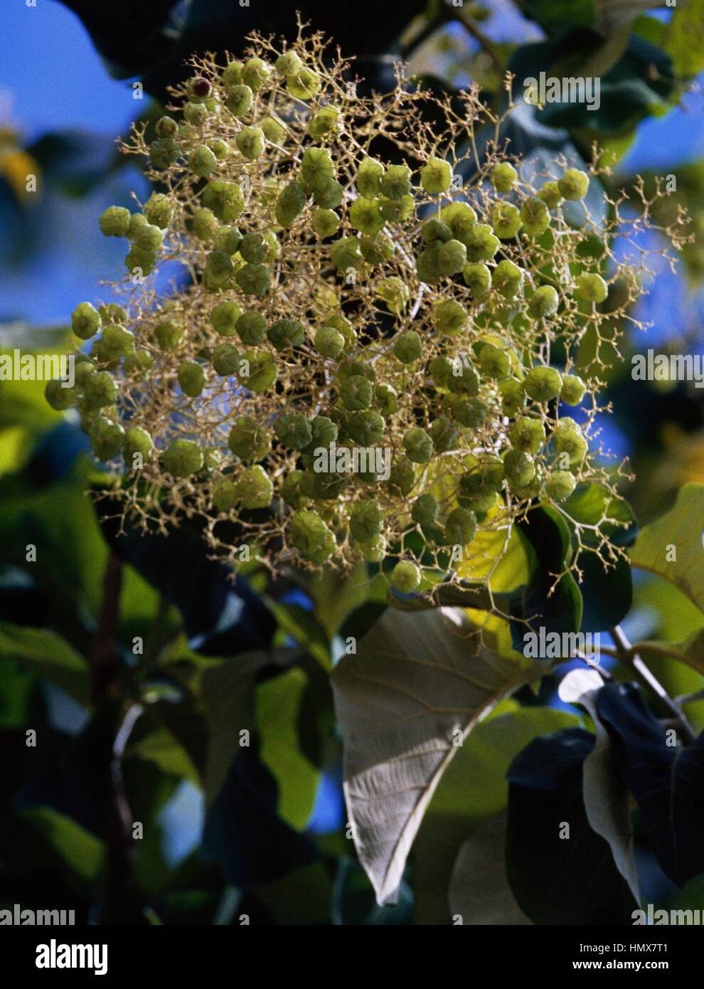 Soldierbush hi-res stock photography and images - Alamy