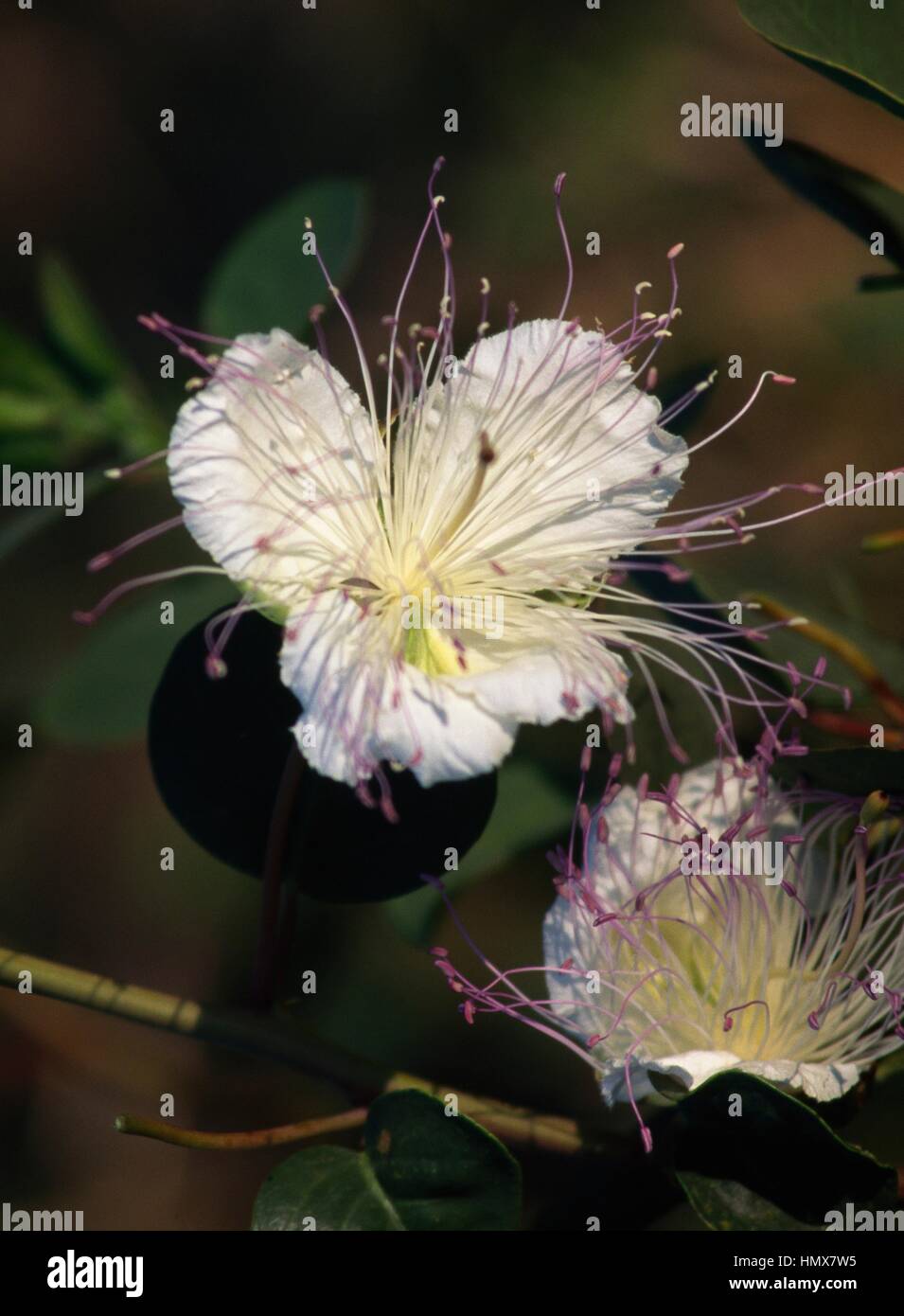 Caper flower (Capparis spinosa), Capparaceae, Stromboli, Aeolian ...