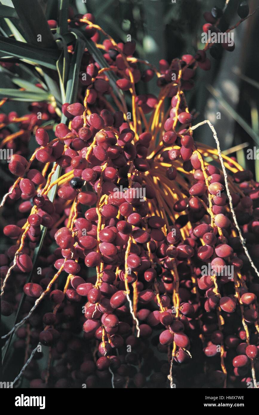 Botany - Arecaceae - Date palm (Phoenix dactylifera) - Dates ...