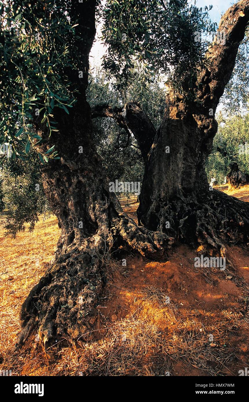 Thousand-year-old olive tree (Olea europaea), Castagneto Carducci ...