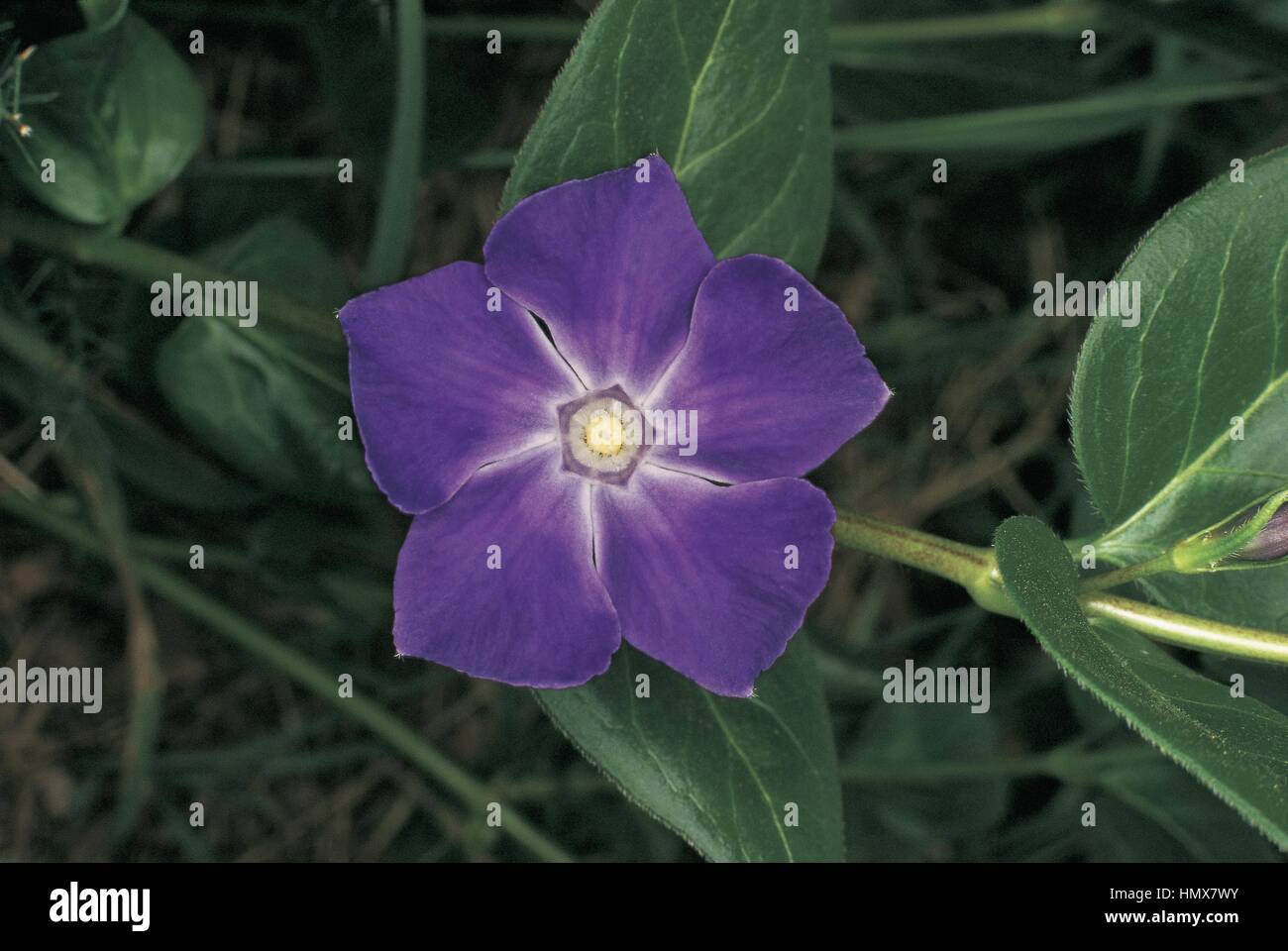 Botany - Apocynaceae - Big leaf periwinkle (Vinca major Stock Photo - Alamy