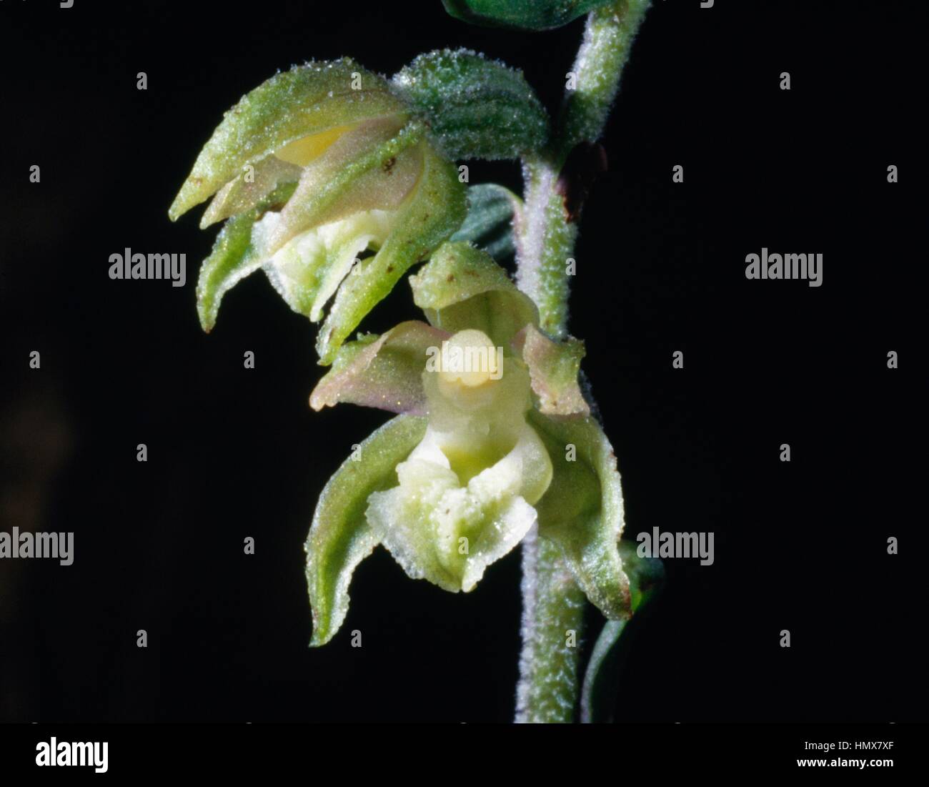Small-leaved Helleborine (Epipactis microphylla), Orchidaceae Stock ...