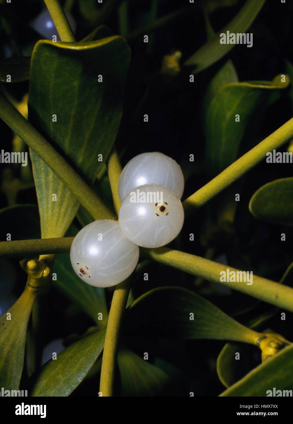 Viscum album on white hi-res stock photography and images - Alamy