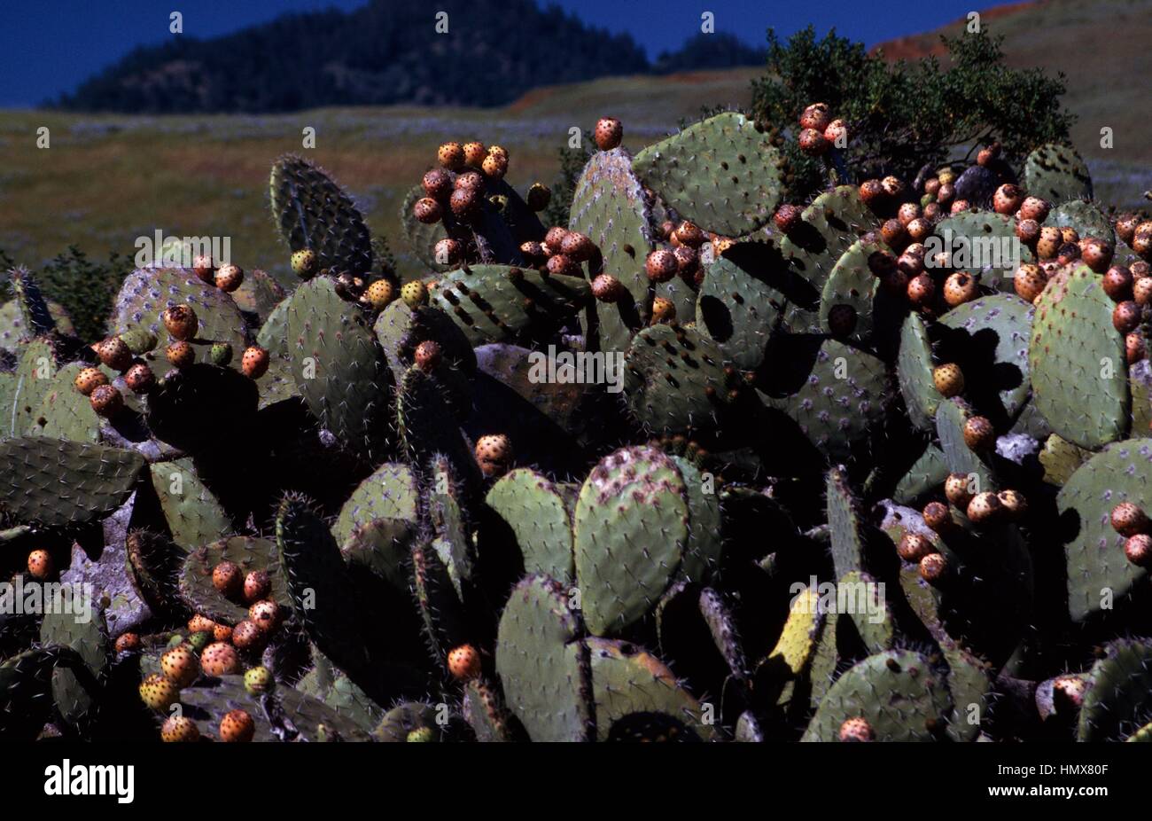 Indian fig opuntia, barbary fig, or prickly pear (Opuntia ficus-indica ...