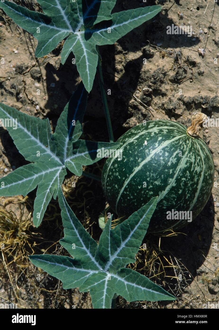 Watermelon (Citrullus lanatus), Cucurbitaceae, Mojave Desert ...