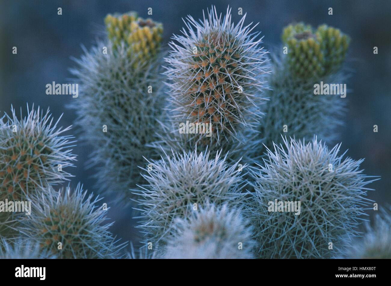 United States of America - California. Mojave Desert. Cacti Stock Photo ...