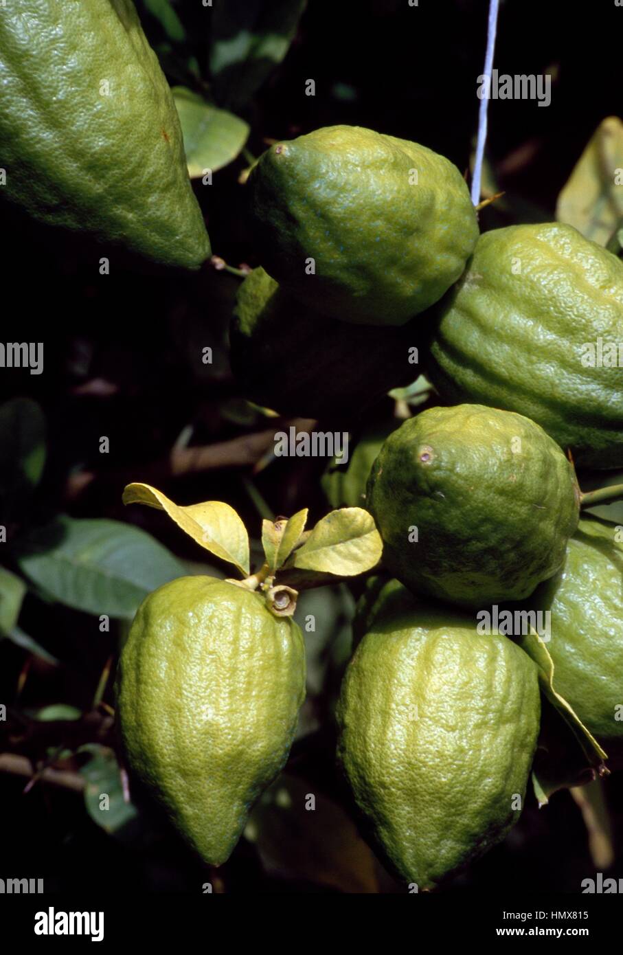 Citron (Citrus medica), Rutaceae, in the citron-tree grove of The ...