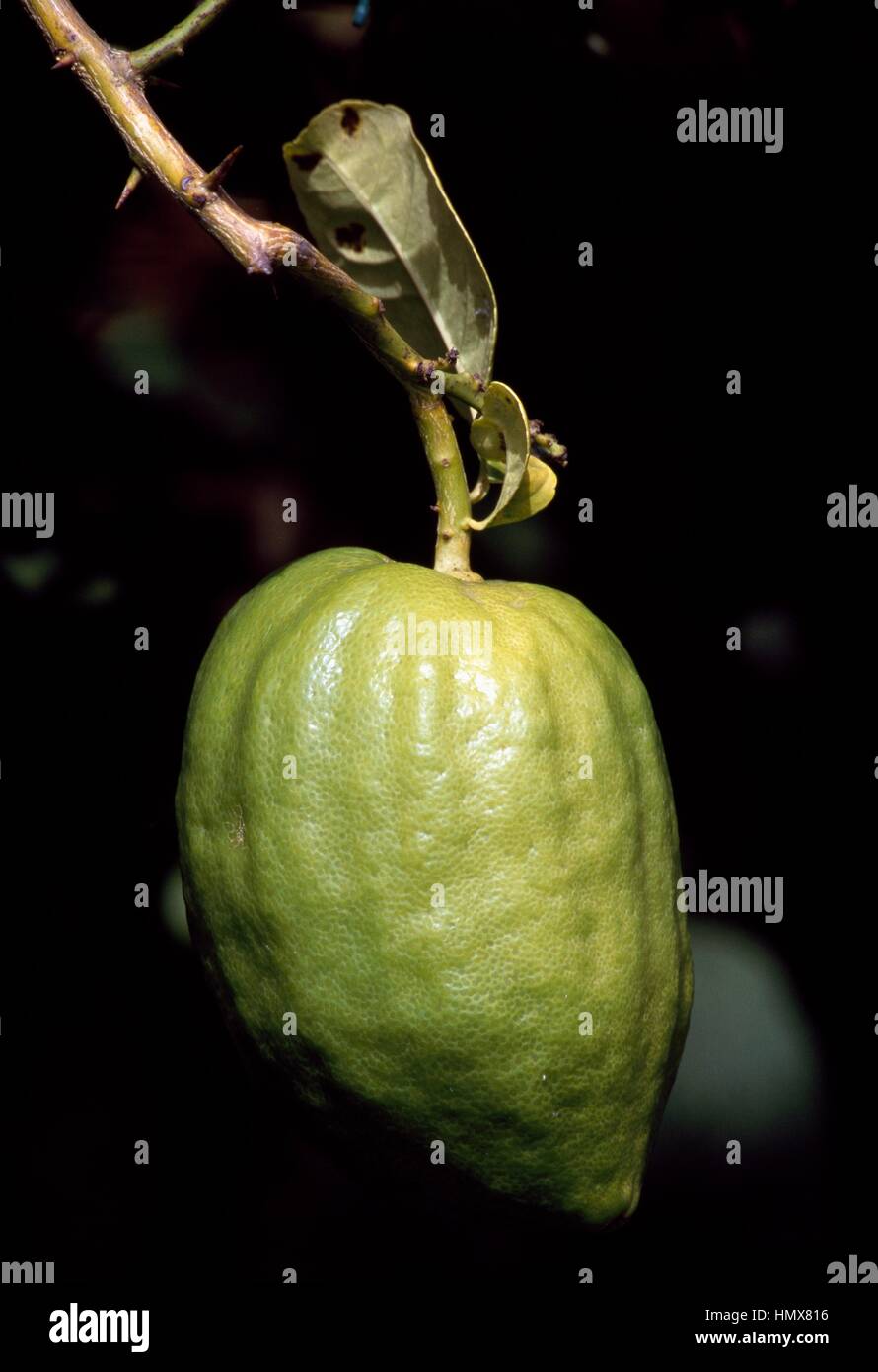 Citron citrus medica rutaceae hi-res stock photography and images - Alamy