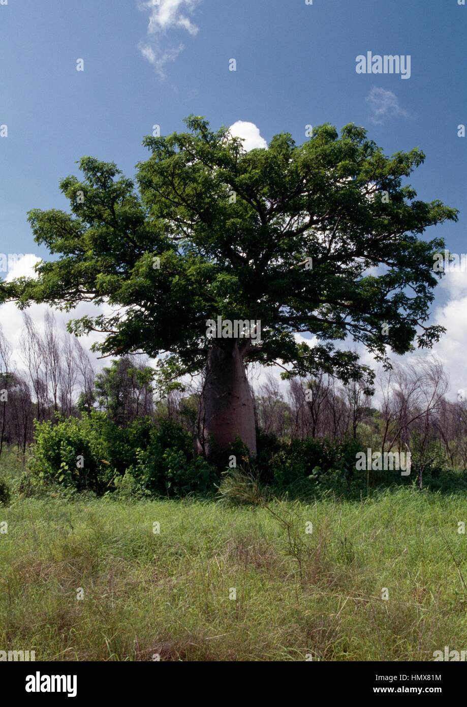 Boab or Australian Baobab (Adansonia gregorii), Bombacaceae, Northern ...
