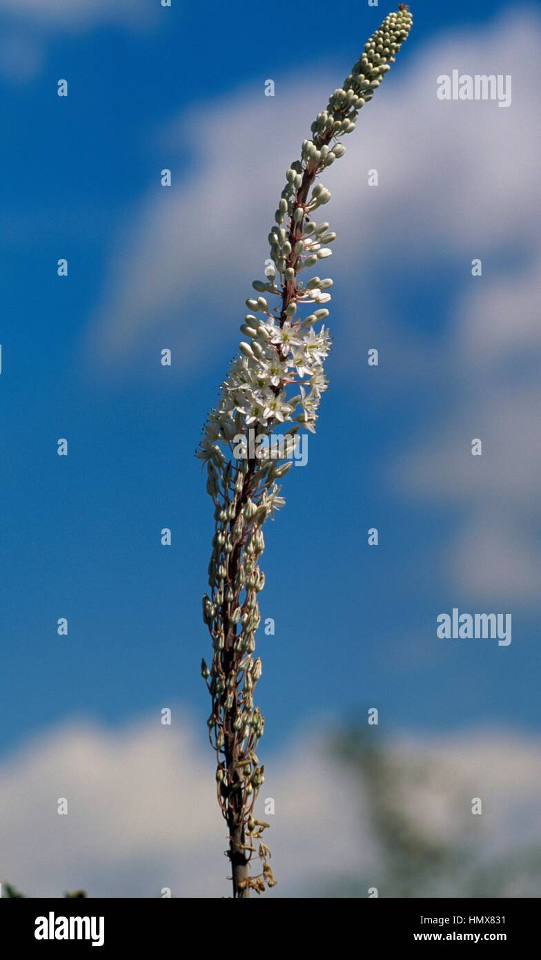 Asphodelus sp hi-res stock photography and images - Alamy