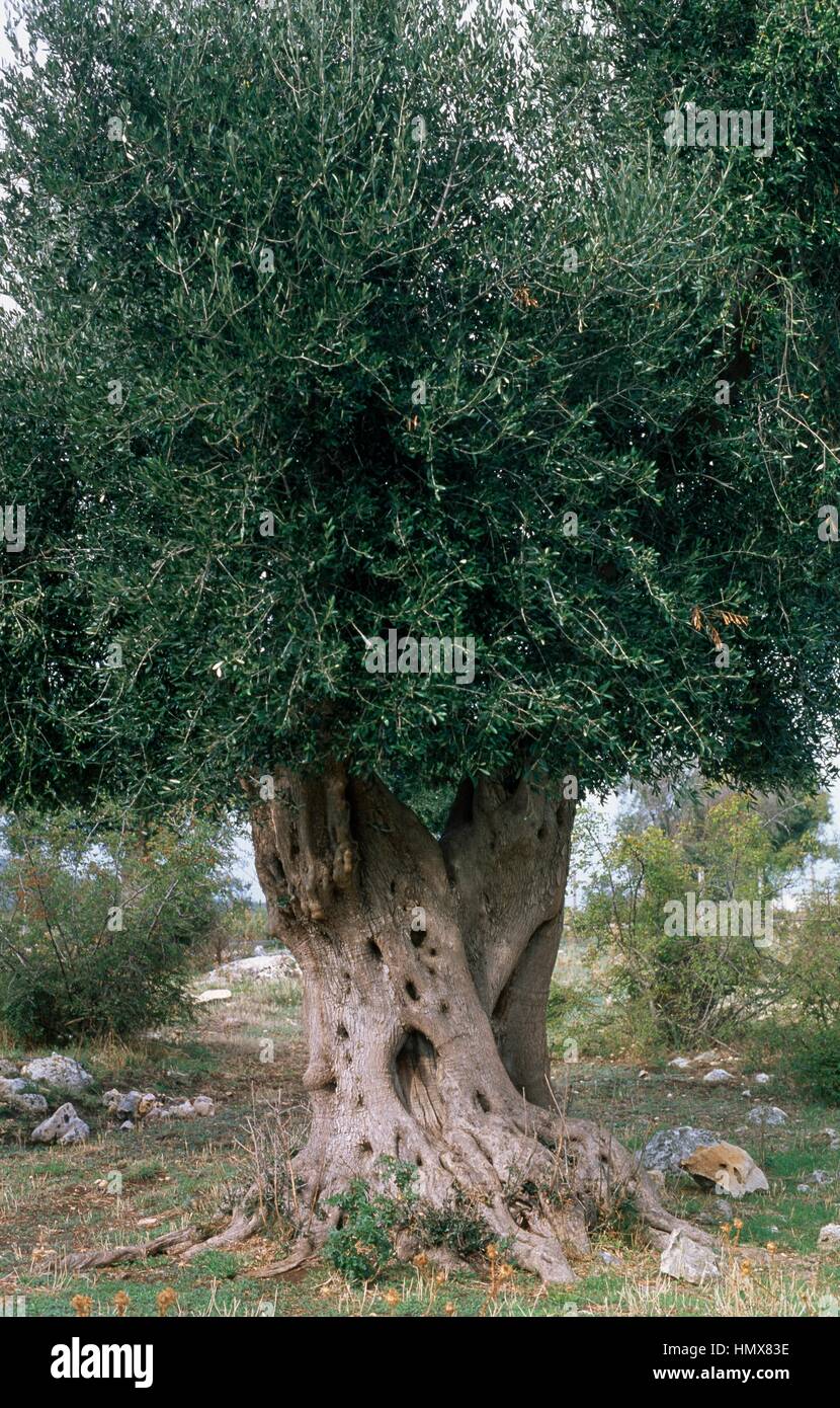Olive tree (Olea europaea), Oleaceae, Gargano National park, Apulia ...