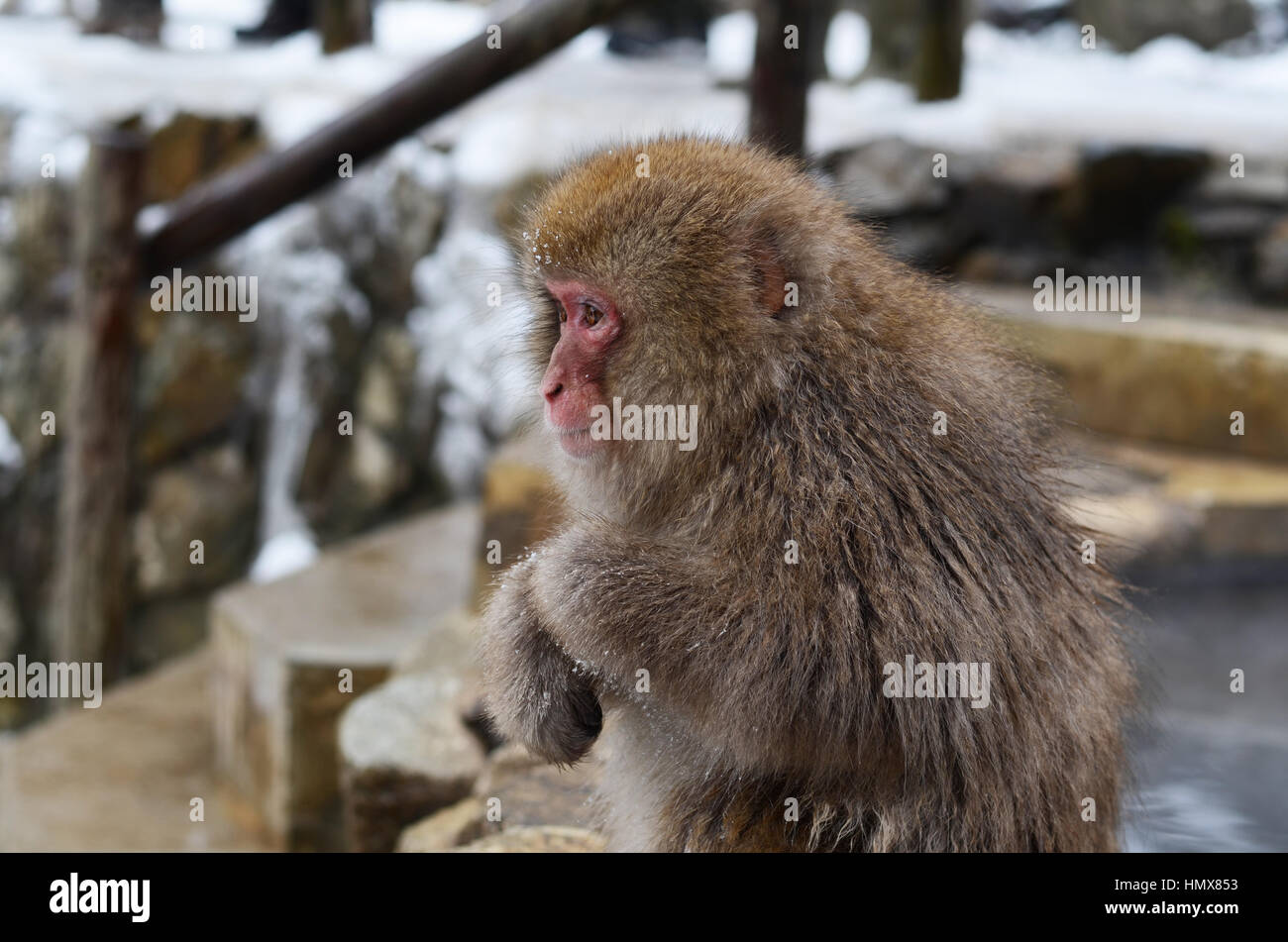 Monkey in japanese hot springs hi-res stock photography and images - Alamy