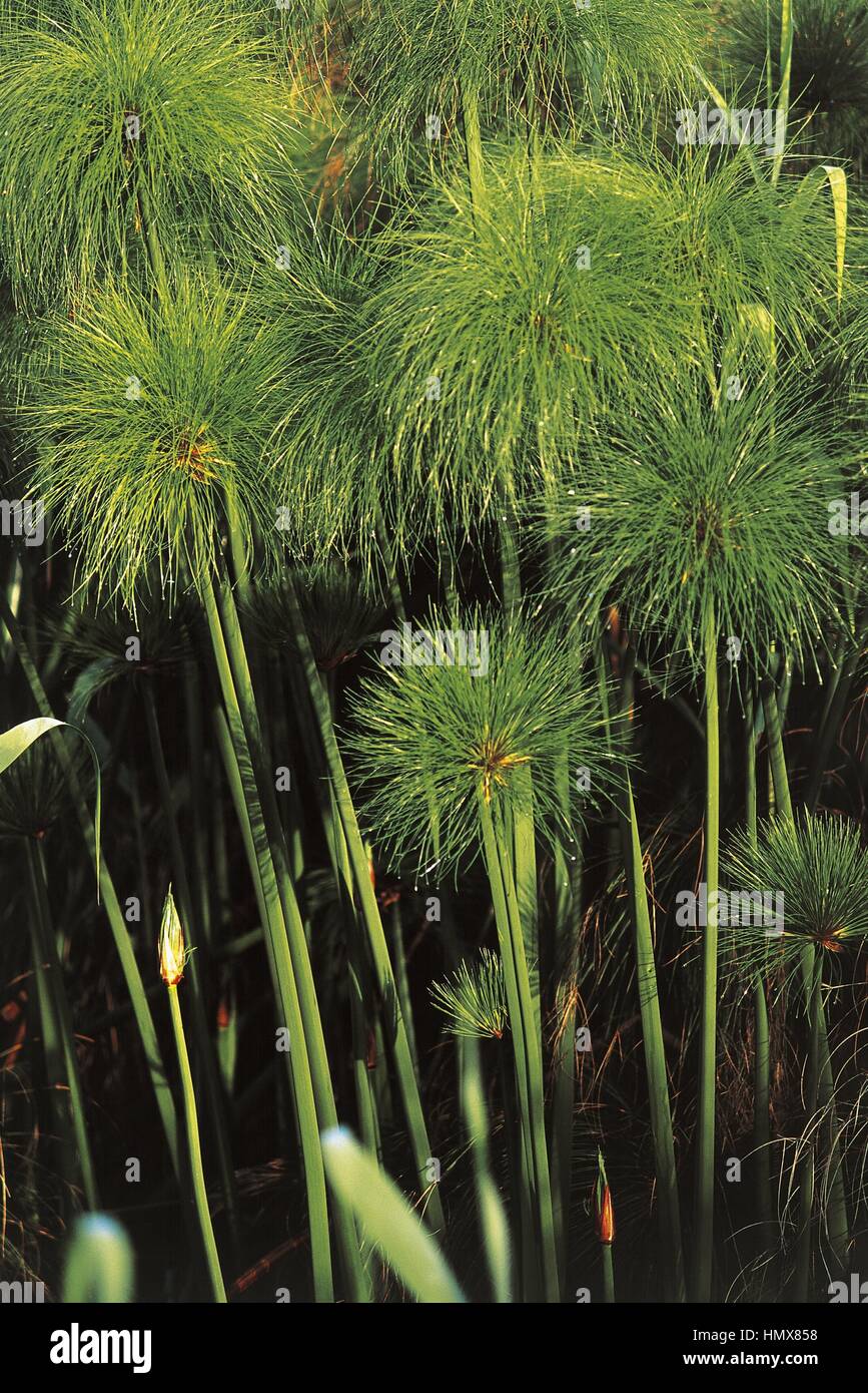 Italy - Sicily Region - Ciane River Oriented Nature Reserve and the ...