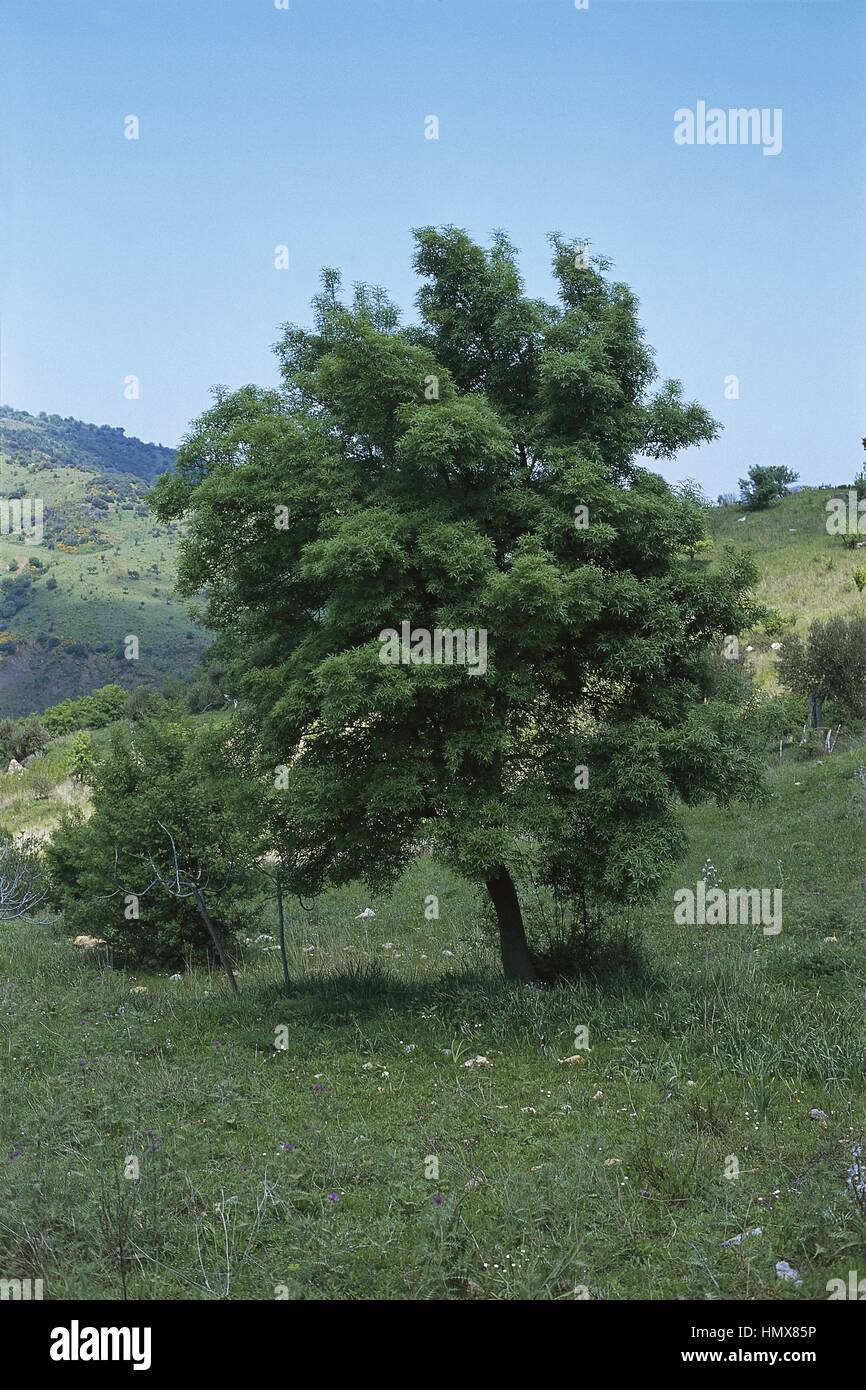 Manna grass hi-res stock photography and images - Alamy