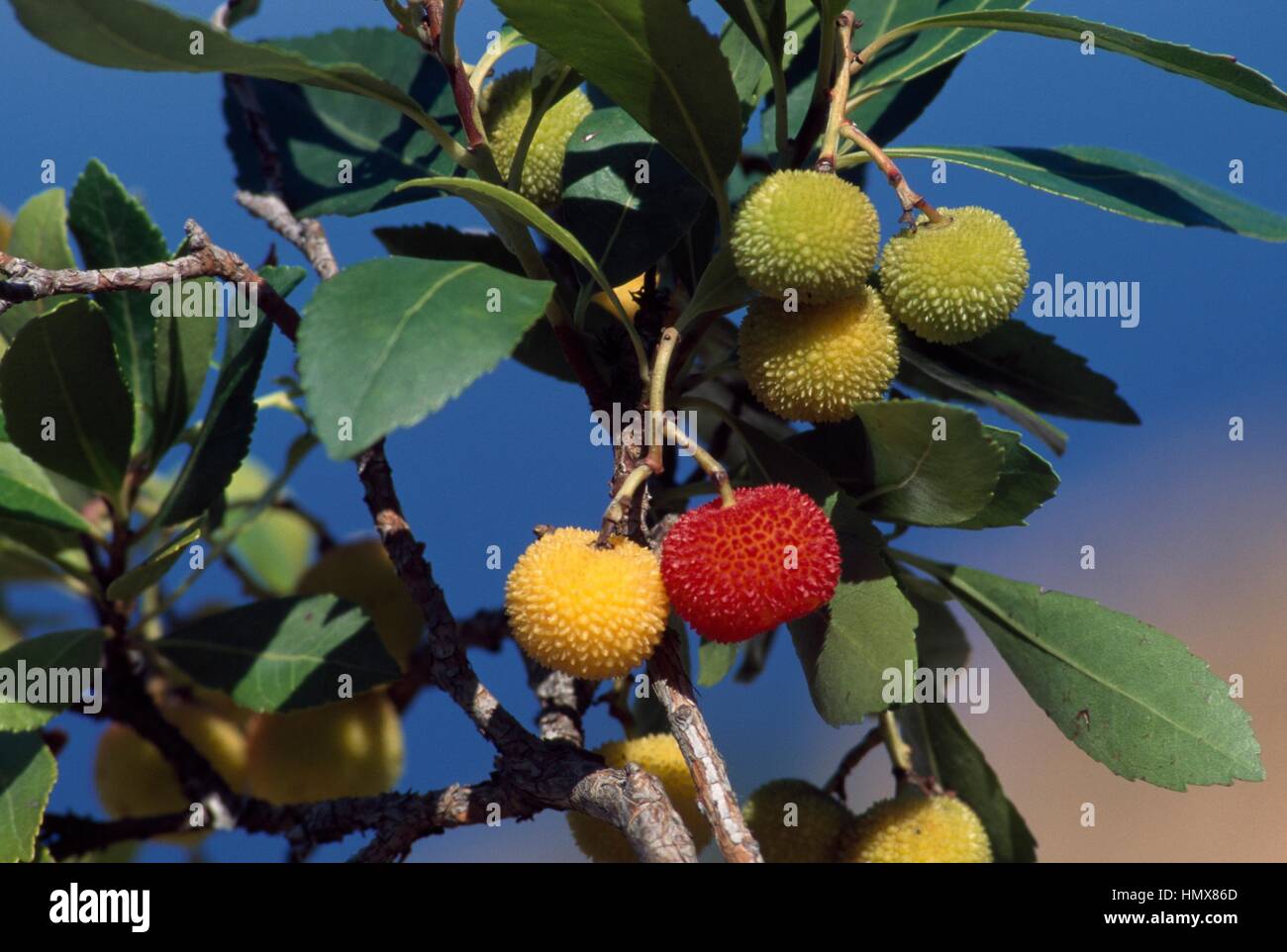 Fruits of the Sorb Tree (Sorbus domestica), Ogliastra, Sardinia, Italy ...