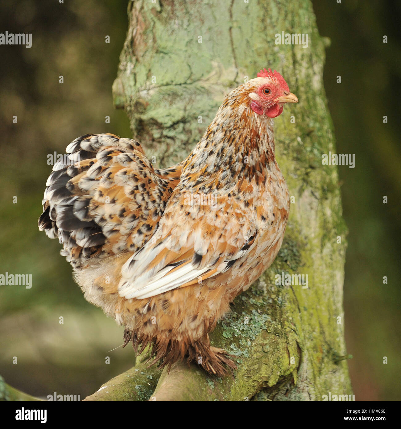 Pekin Bantam High Resolution Stock Photography and Images - Alamy