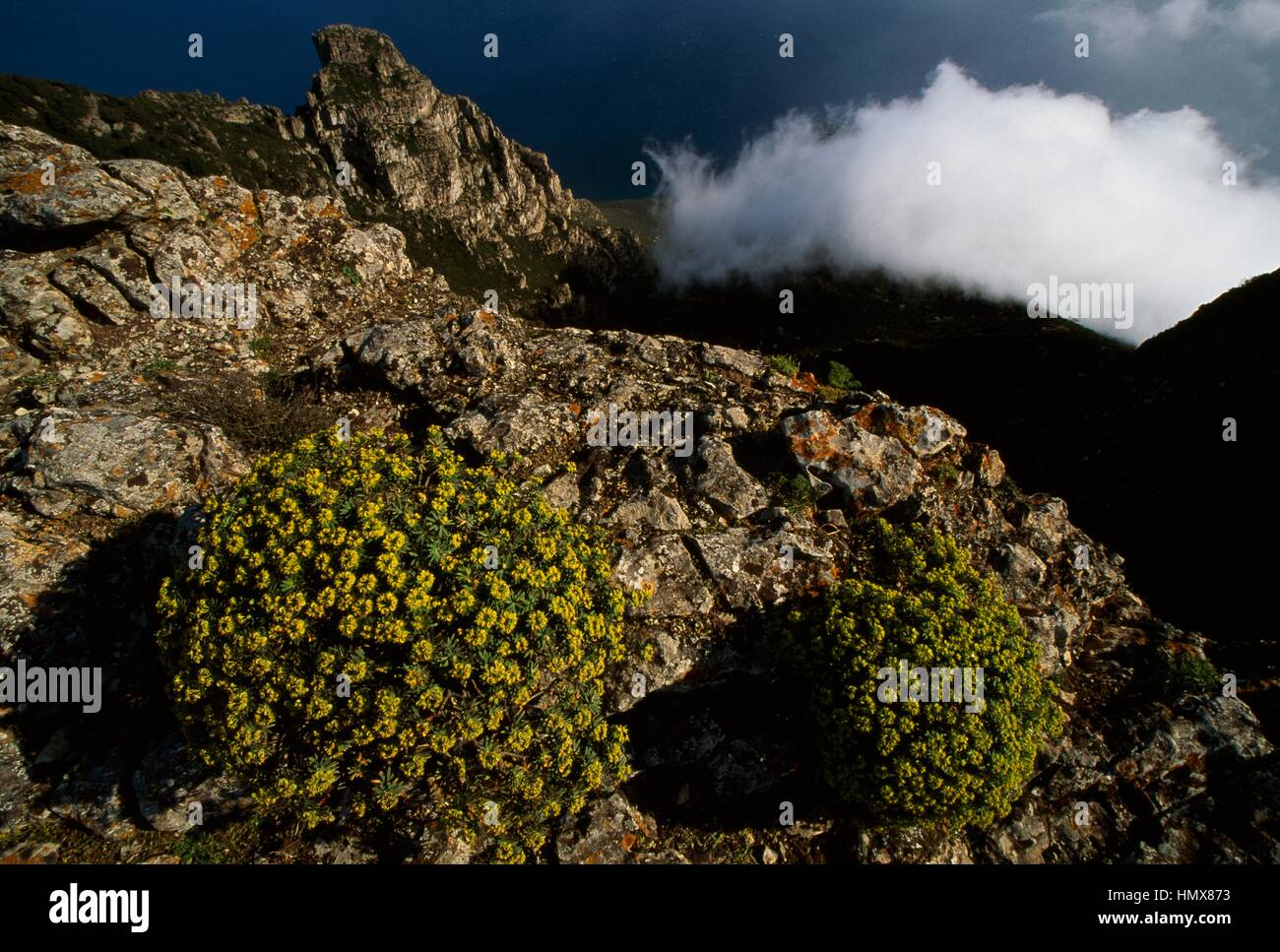 Blooming shrubs on Monte Falcone, Marettimo Island, Aegadian Islands ...