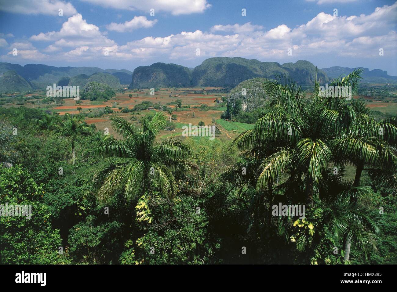 Cuba - Vinales Valley - Vegetation Stock Photo - Alamy