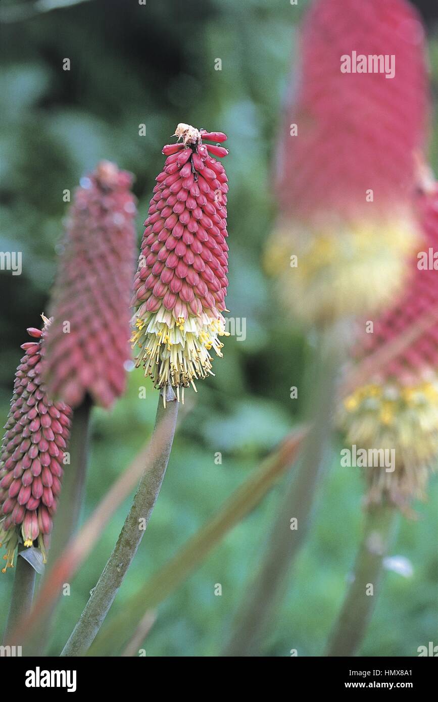 Botany - Liliaceae - Redhot poker(Kniphofia) - United Kingdom - England ...
