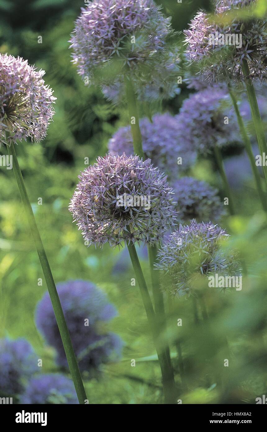 Botany - Liliaceae - Giant Onion (Allium giganteum) - United Kingdom ...