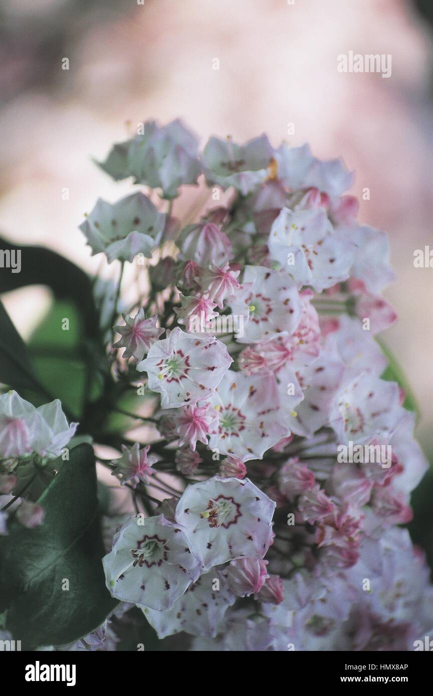 Botany - Ericaceae - Mountain-laurel Kalmia (Kalmia latifolia ...