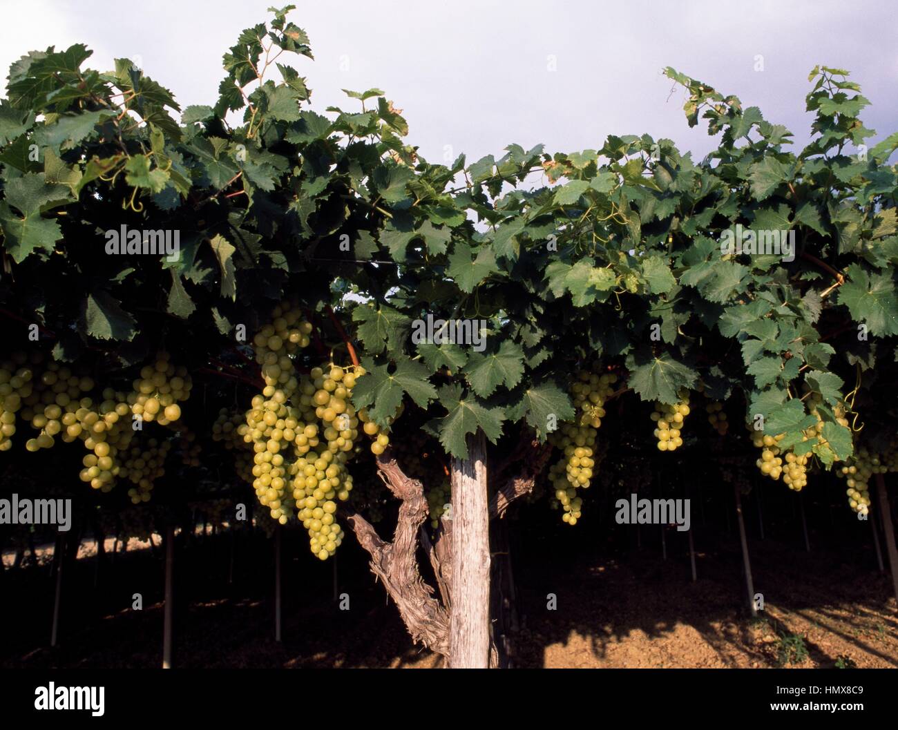 Table grapes (Vitis vinifera), around Barletta, Puglia, Italy Stock ...