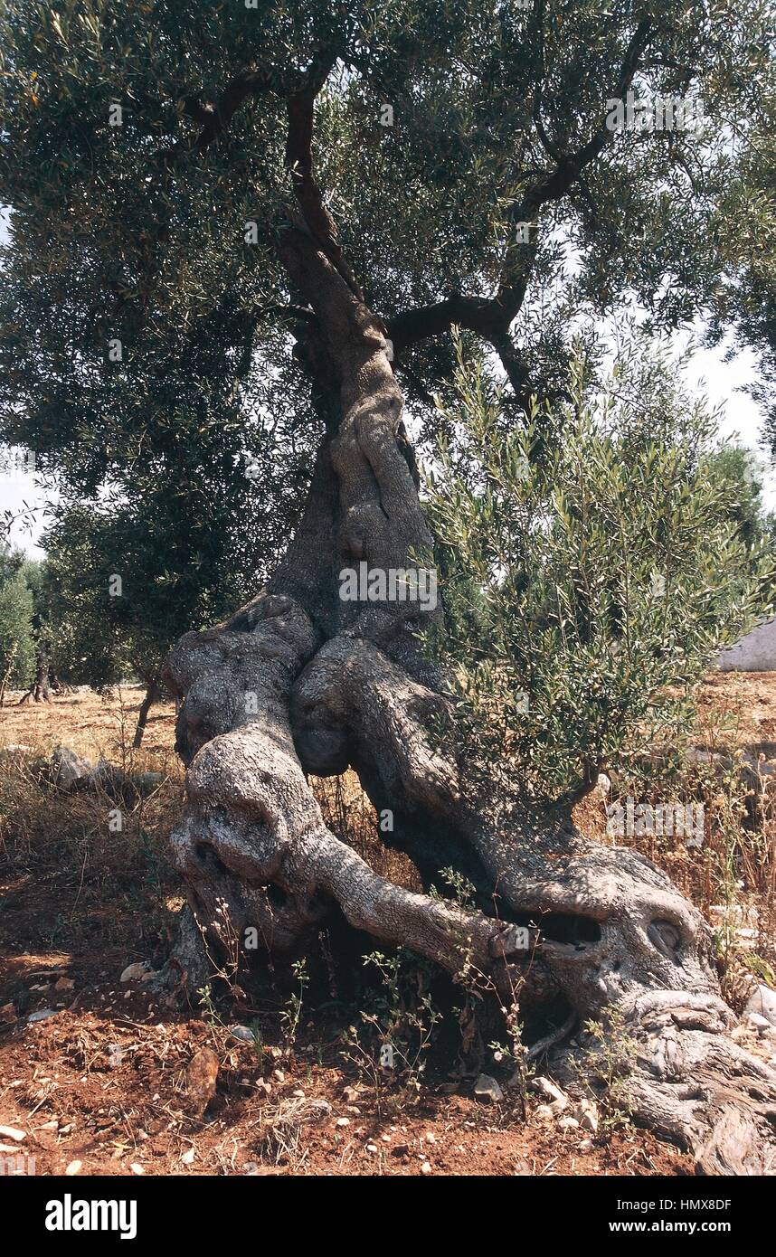 Olive tree (Olea europaea), Oleaceae, near Ostuni, Apulia, Italy Stock ...