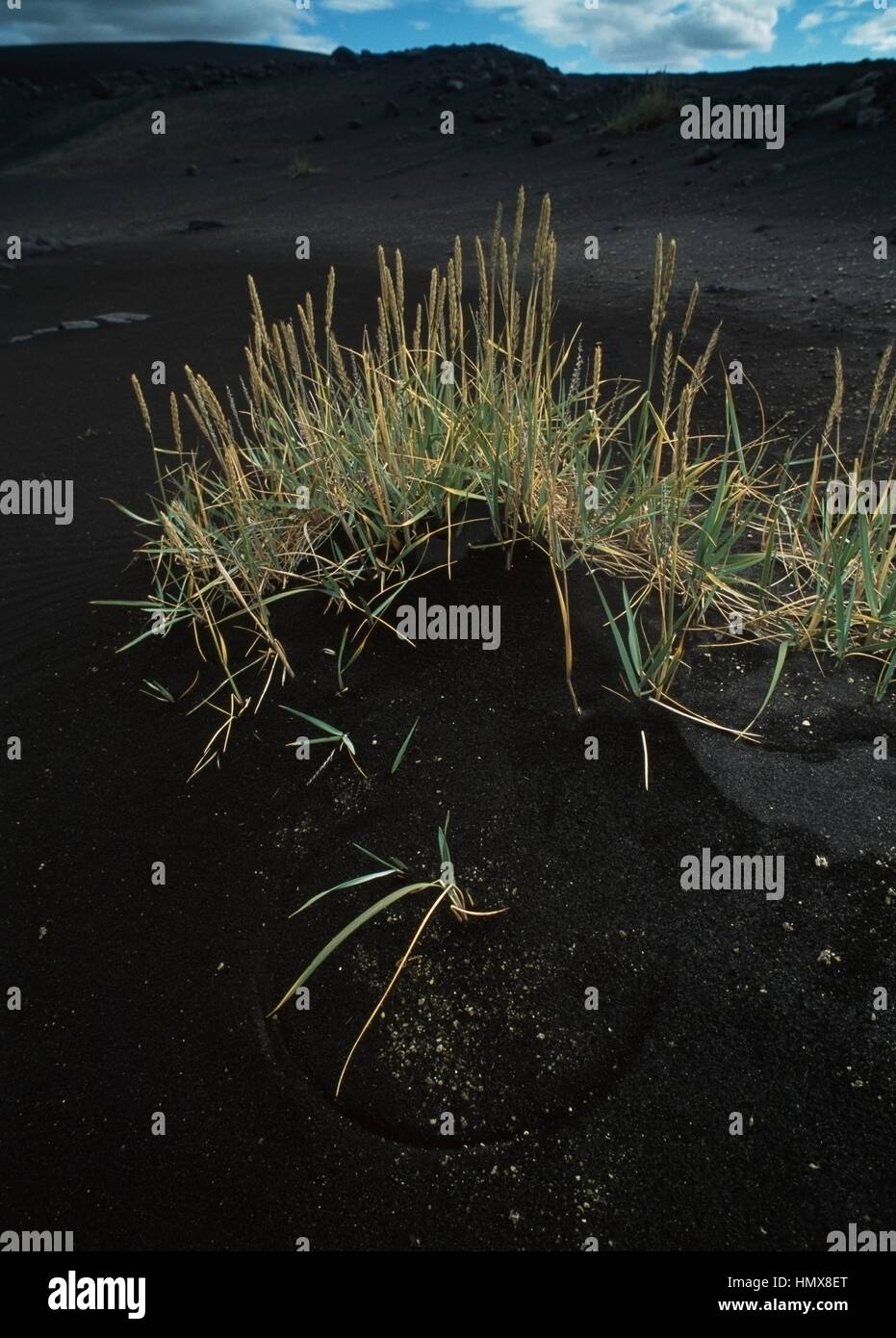 Lava volcano plant hi-res stock photography and images - Alamy