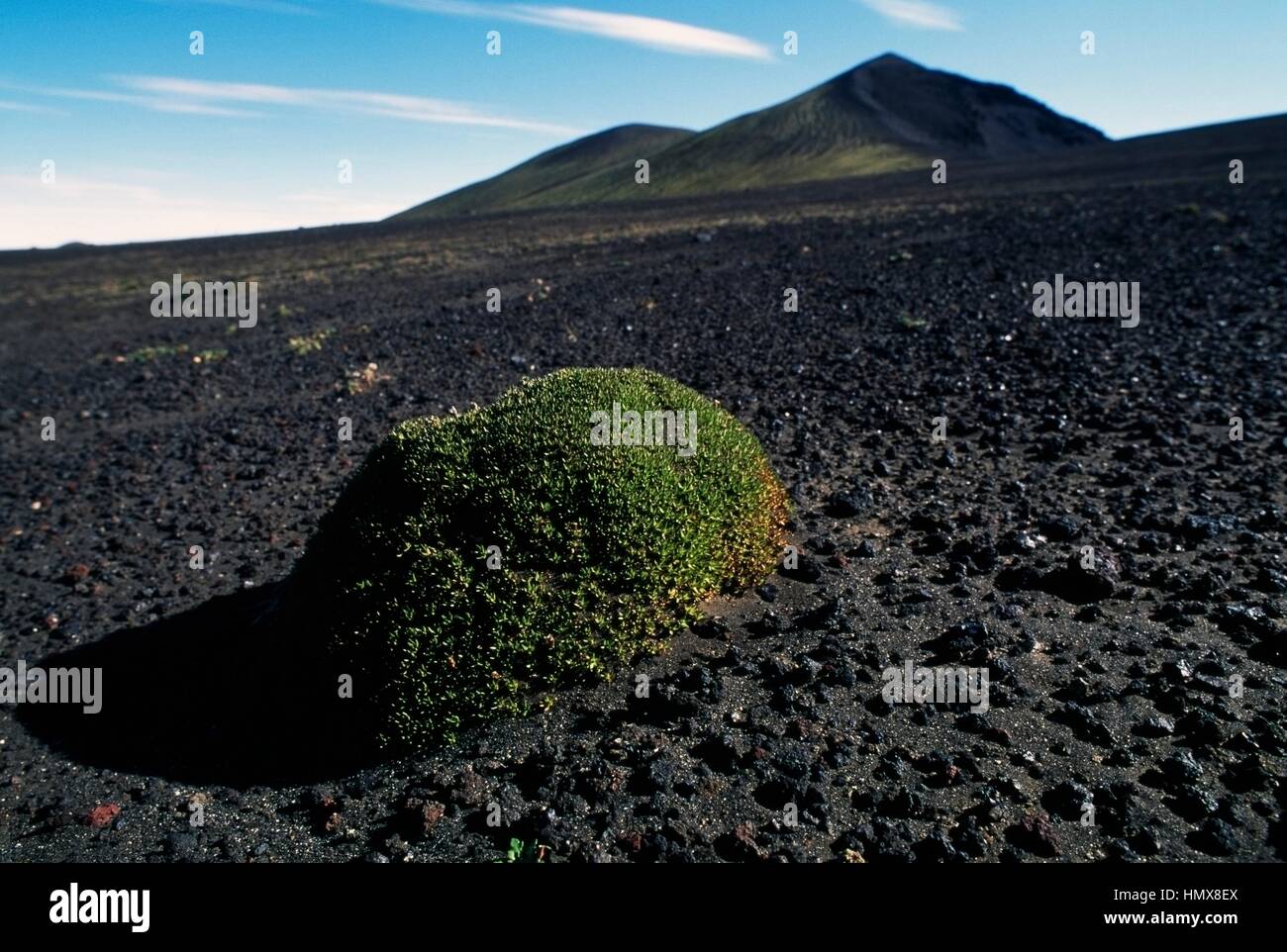 Lava volcano plant hi-res stock photography and images - Alamy