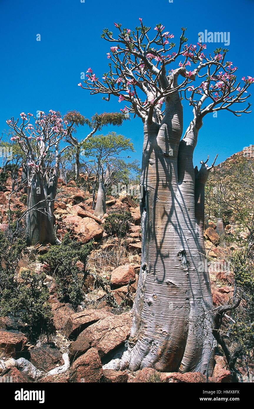 Adenium obesum socotranum hi-res stock photography and images - Alamy
