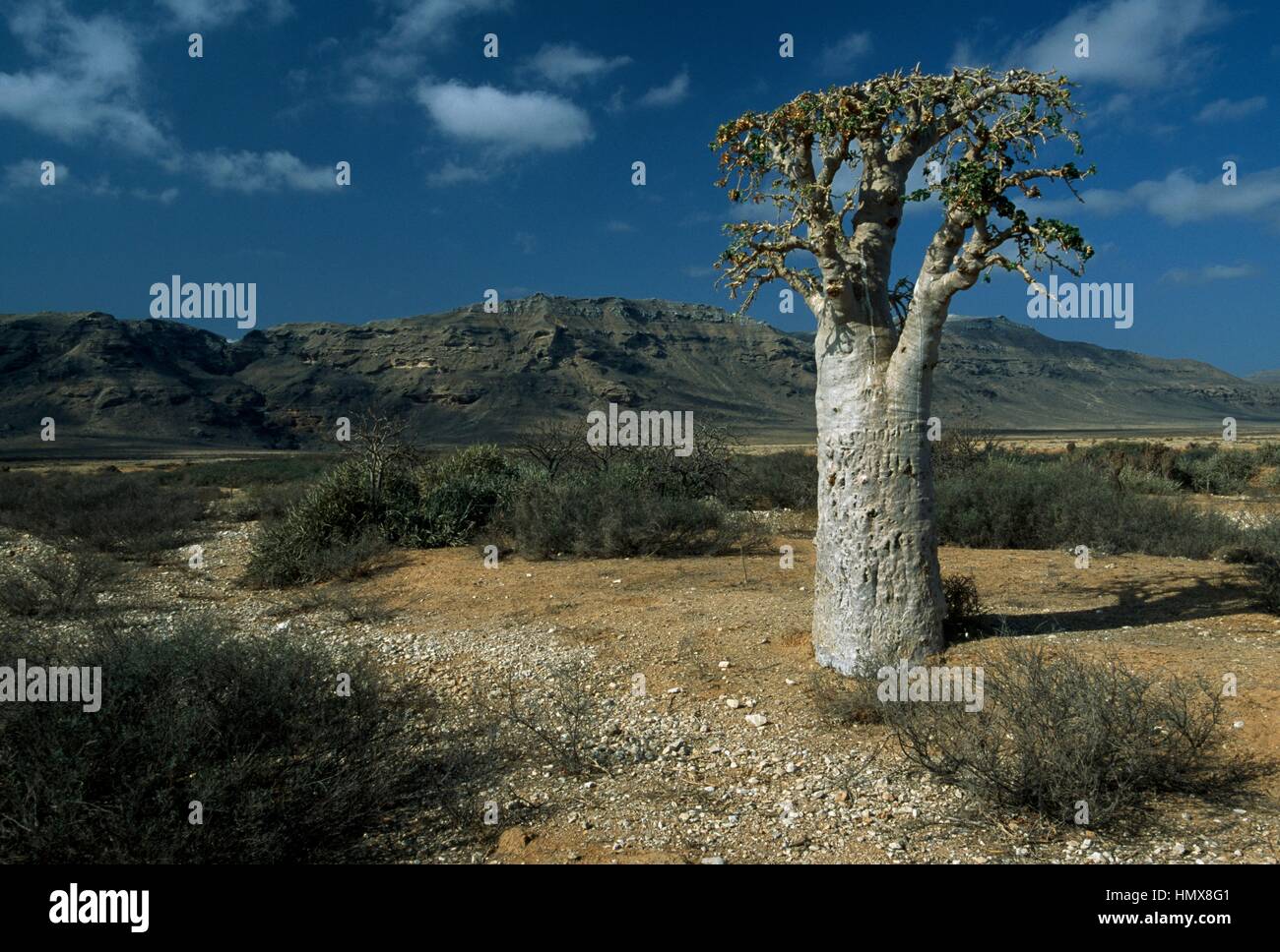 Cucumber tree socotra hi-res stock photography and images - Alamy